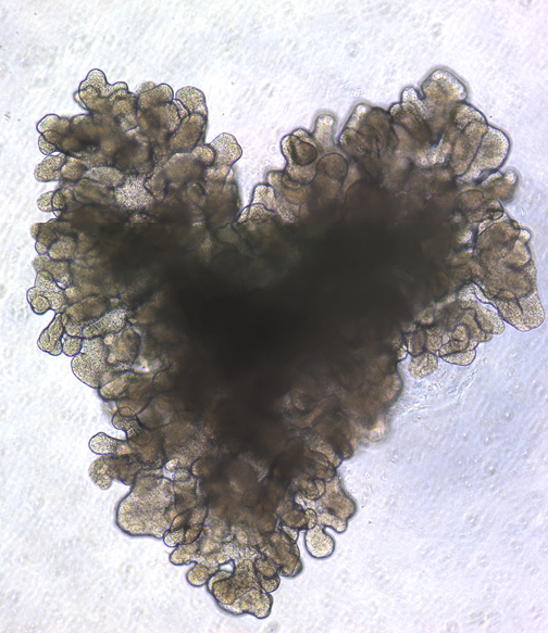 USC Stem Cell scientist Ya-Wen Chen grows miniature lungs with maximum ...