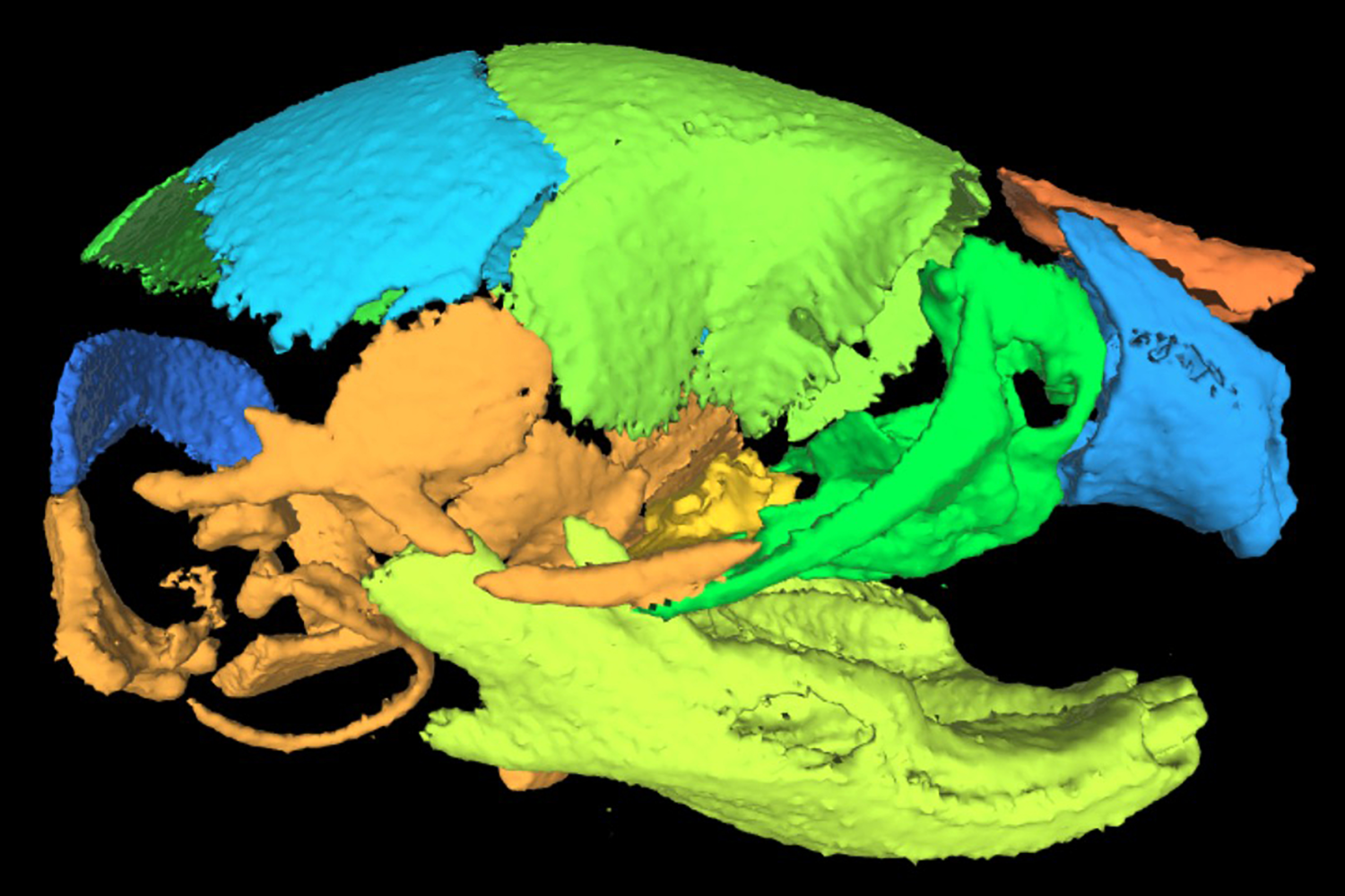 USC-led research team shares 10 years’ progress in collecting data to push craniofacial science ...
